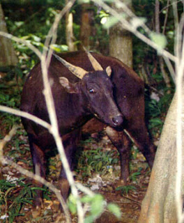 indoanimals
